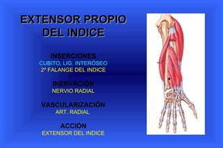 Anatomia. miembro superior miología y angiología | PPT