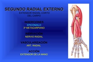 Anatomia. miembro superior miología y angiología | PPT