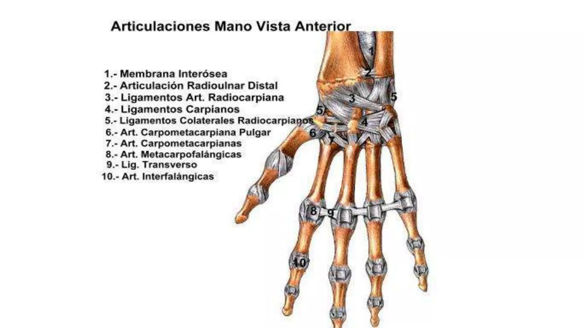 Anatomia De La Mano(huesos,ligamentos,articulaciones y musculos) | PPTX