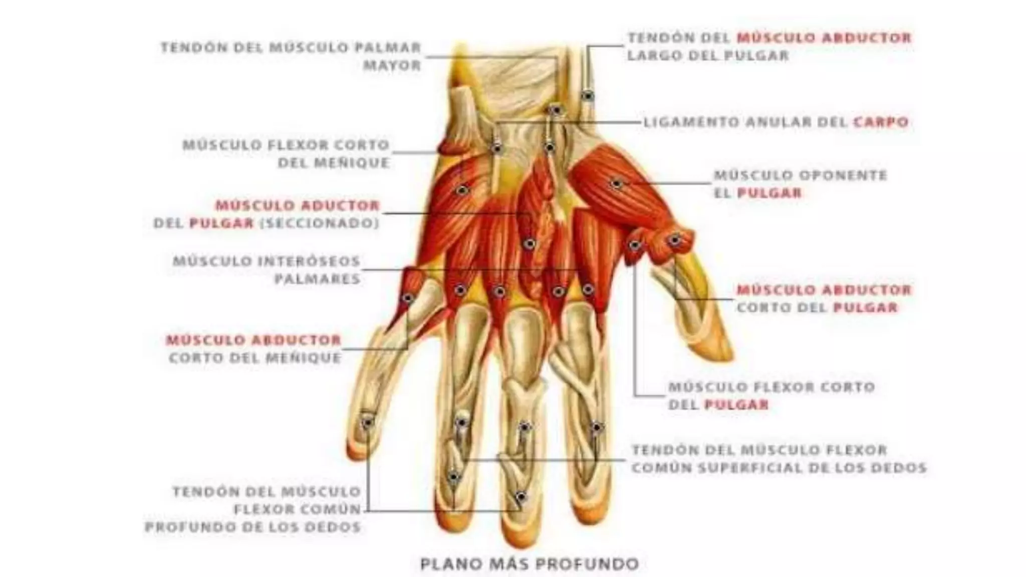 Anatomia De La Mano(huesos,ligamentos,articulaciones y musculos) | PPTX