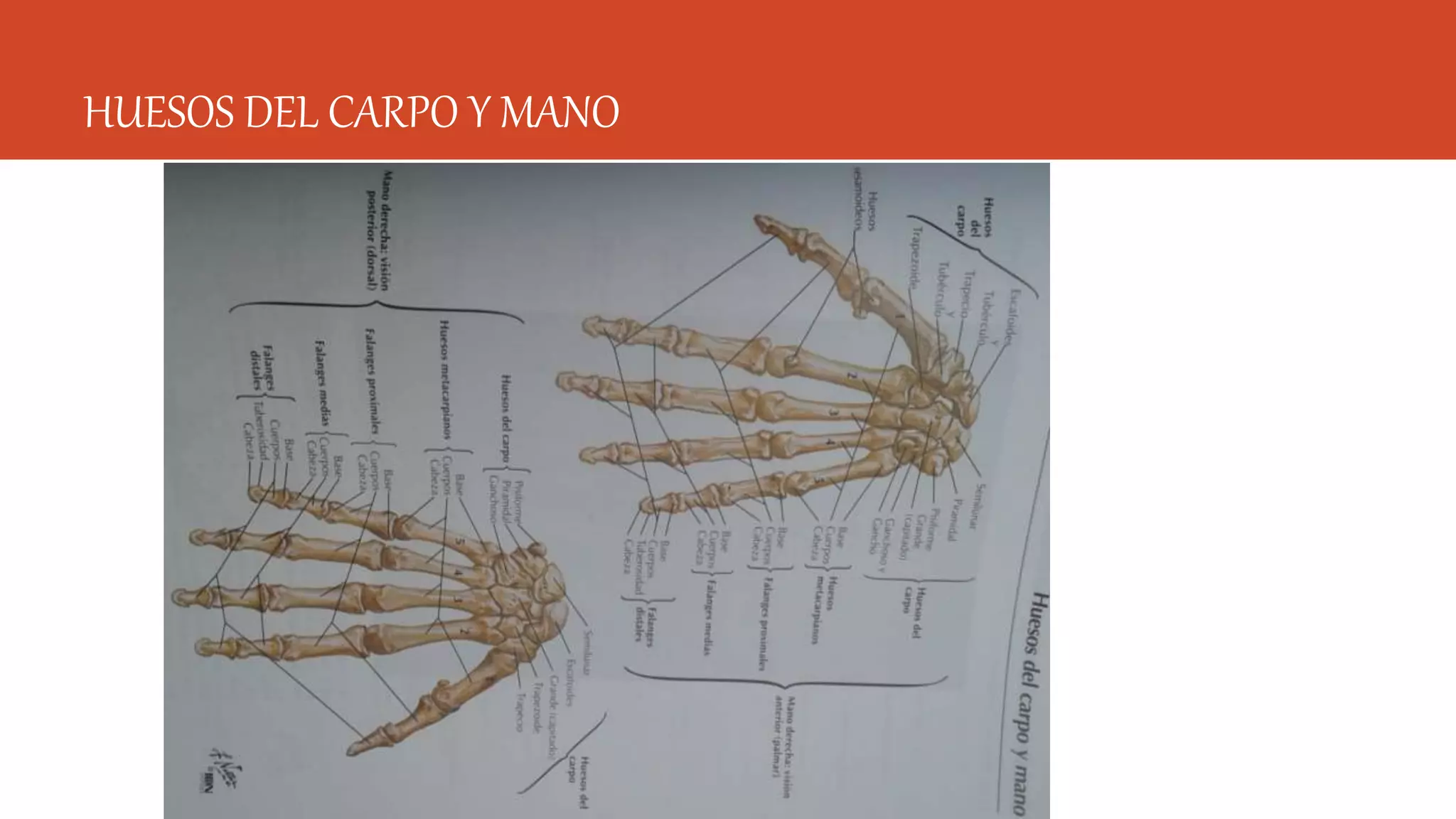 Anatomia De La Mano(huesos,ligamentos,articulaciones y musculos) | PPTX