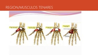 Anatomia De La Mano(huesos,ligamentos,articulaciones y musculos) | PPTX