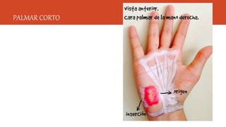Anatomia De La Mano(huesos,ligamentos,articulaciones y musculos) | PPTX
