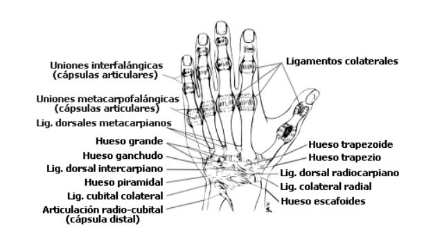 Anatomia De La Mano(huesos,ligamentos,articulaciones y musculos)