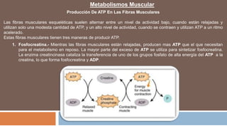 Anatomia | PPTX