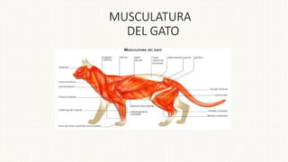 Anatomia | PPTX