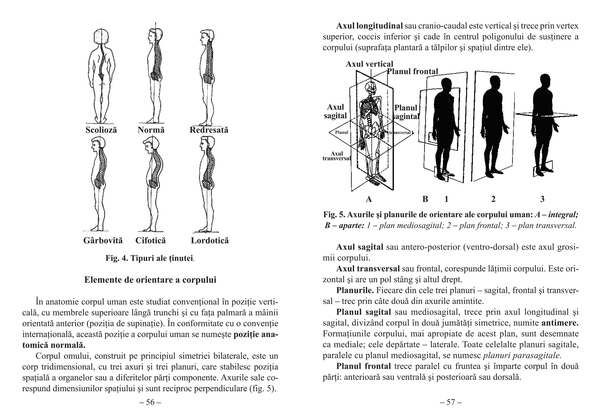 Anatomia.stefanet.vol 1 | PDF