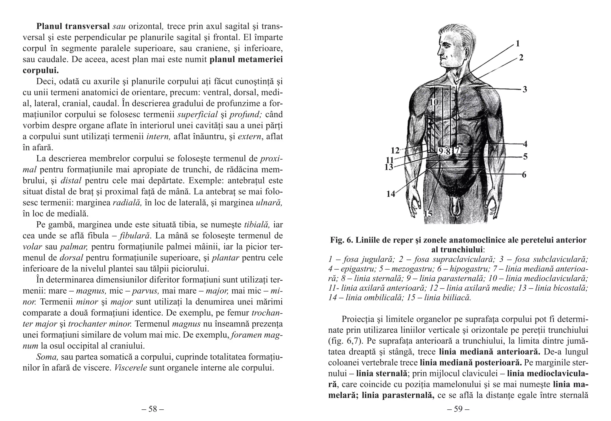 Anatomia.stefanet.vol 1 | PDF