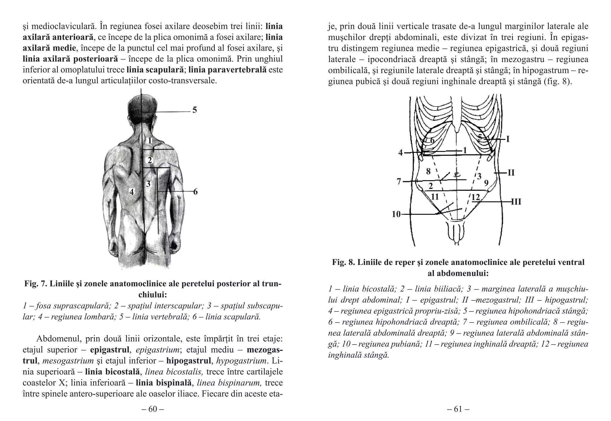 Anatomia.stefanet.vol 1 | PDF
