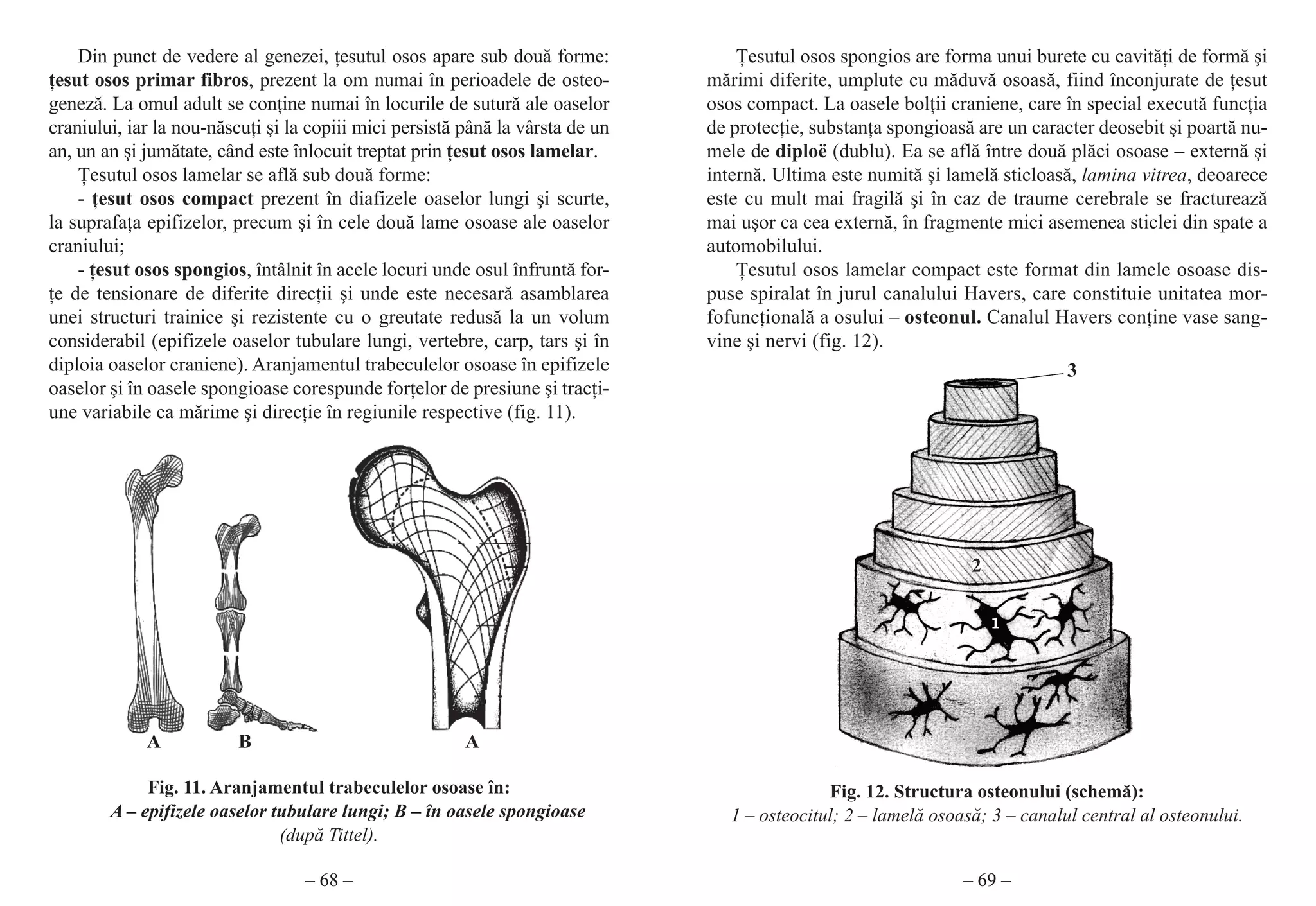 Anatomia.stefanet.vol 1 | PDF