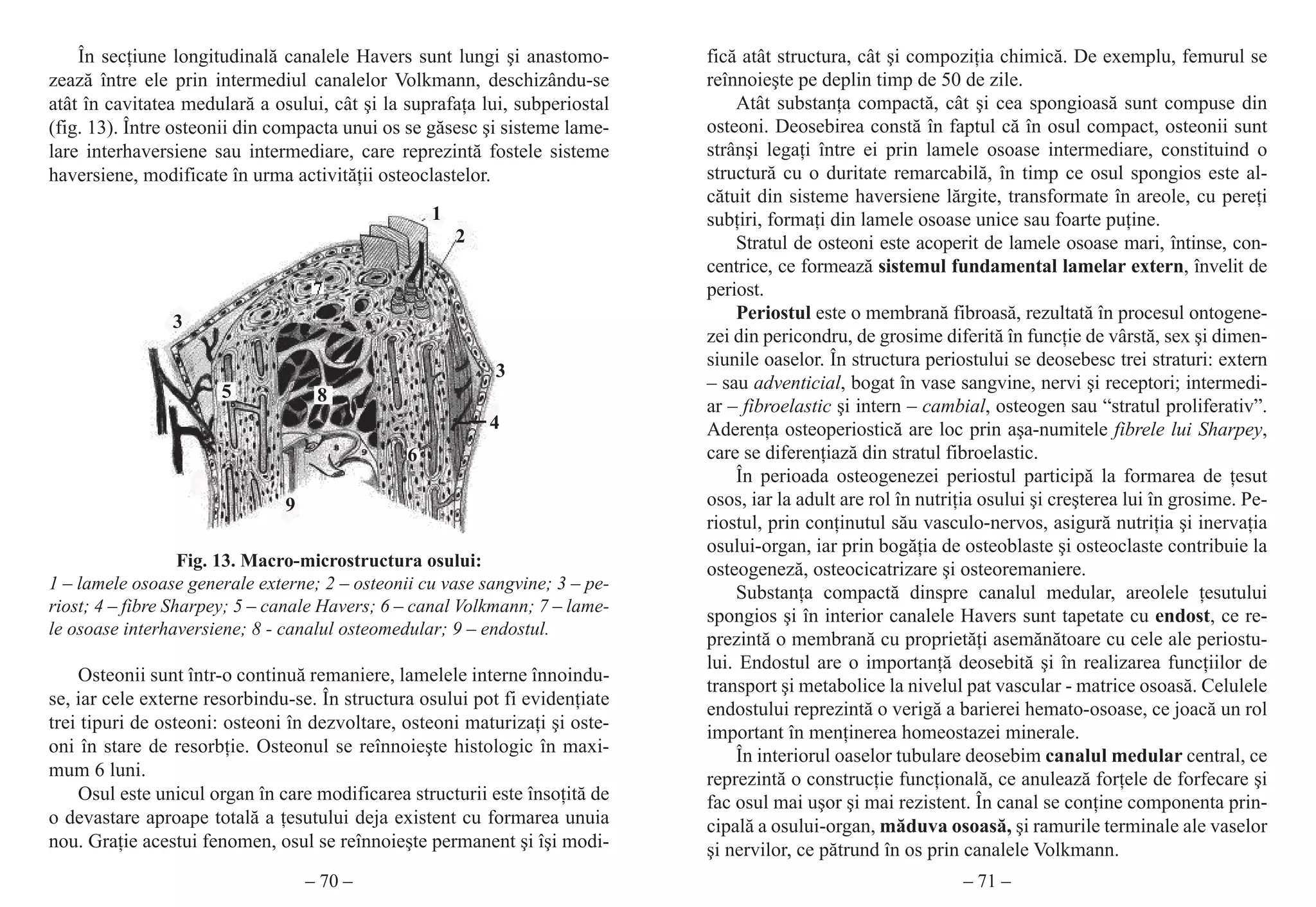Anatomia.stefanet.vol 1 | PDF