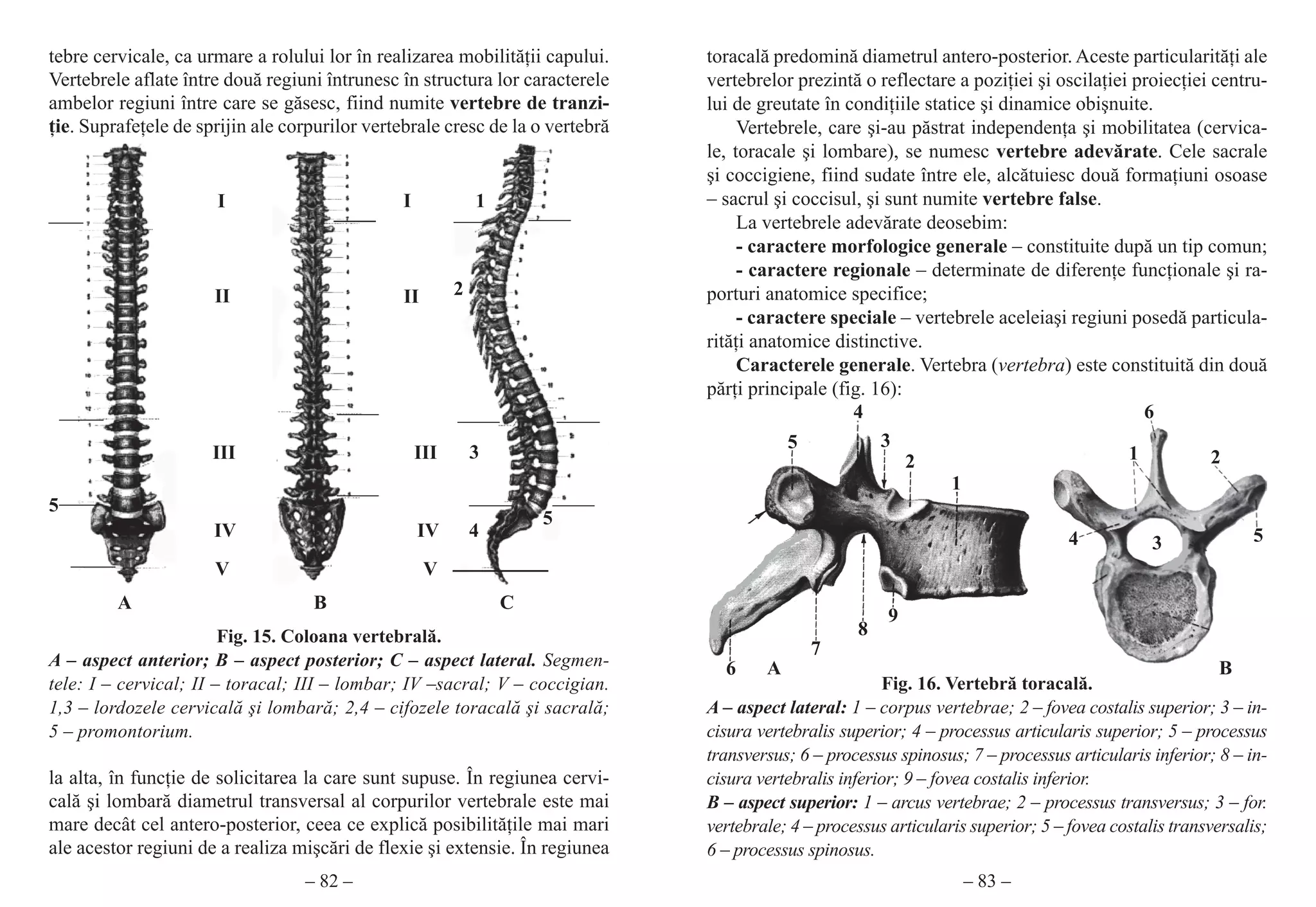 Anatomia.stefanet.vol 1 | PDF