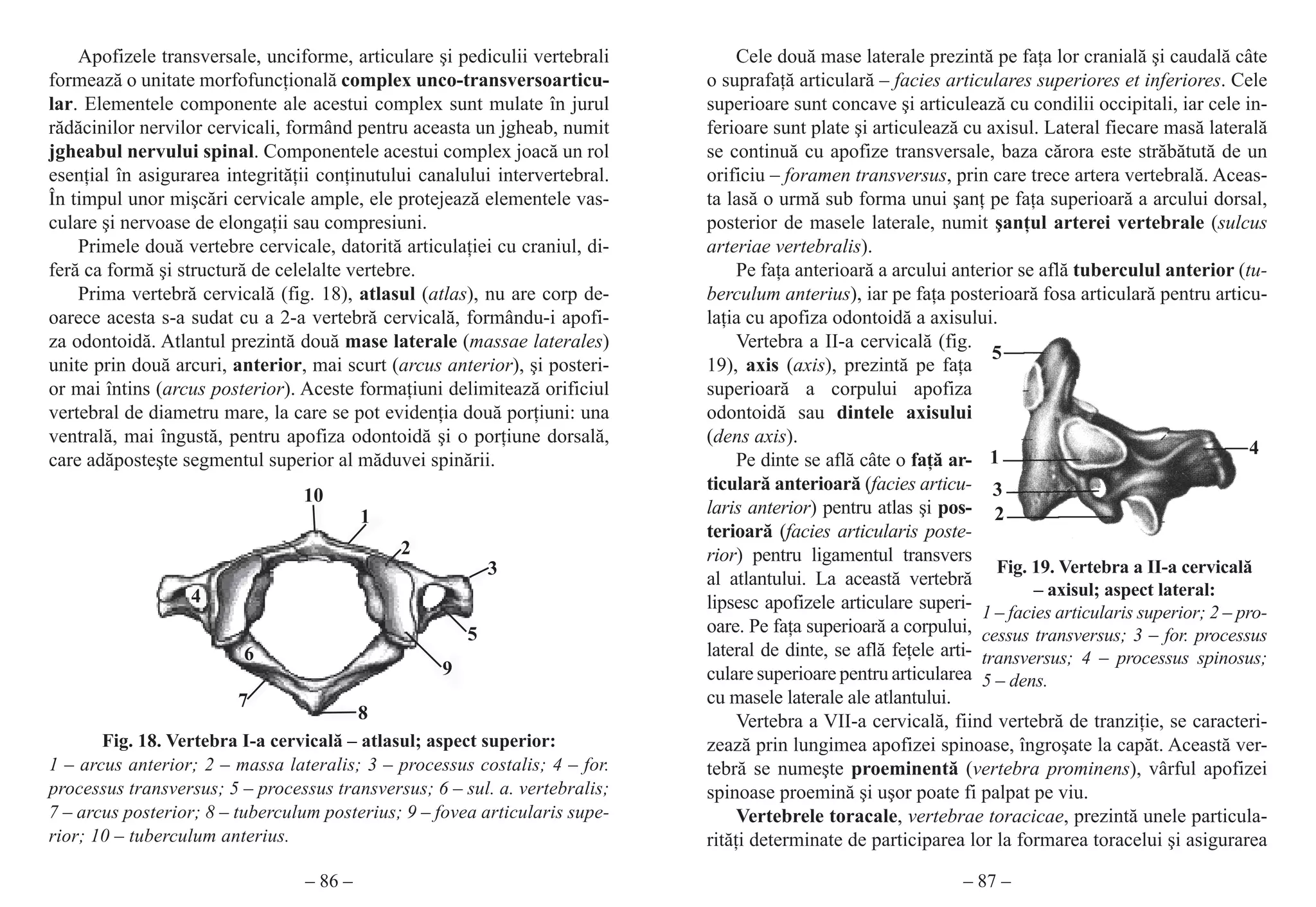 Anatomia.stefanet.vol 1 | PDF