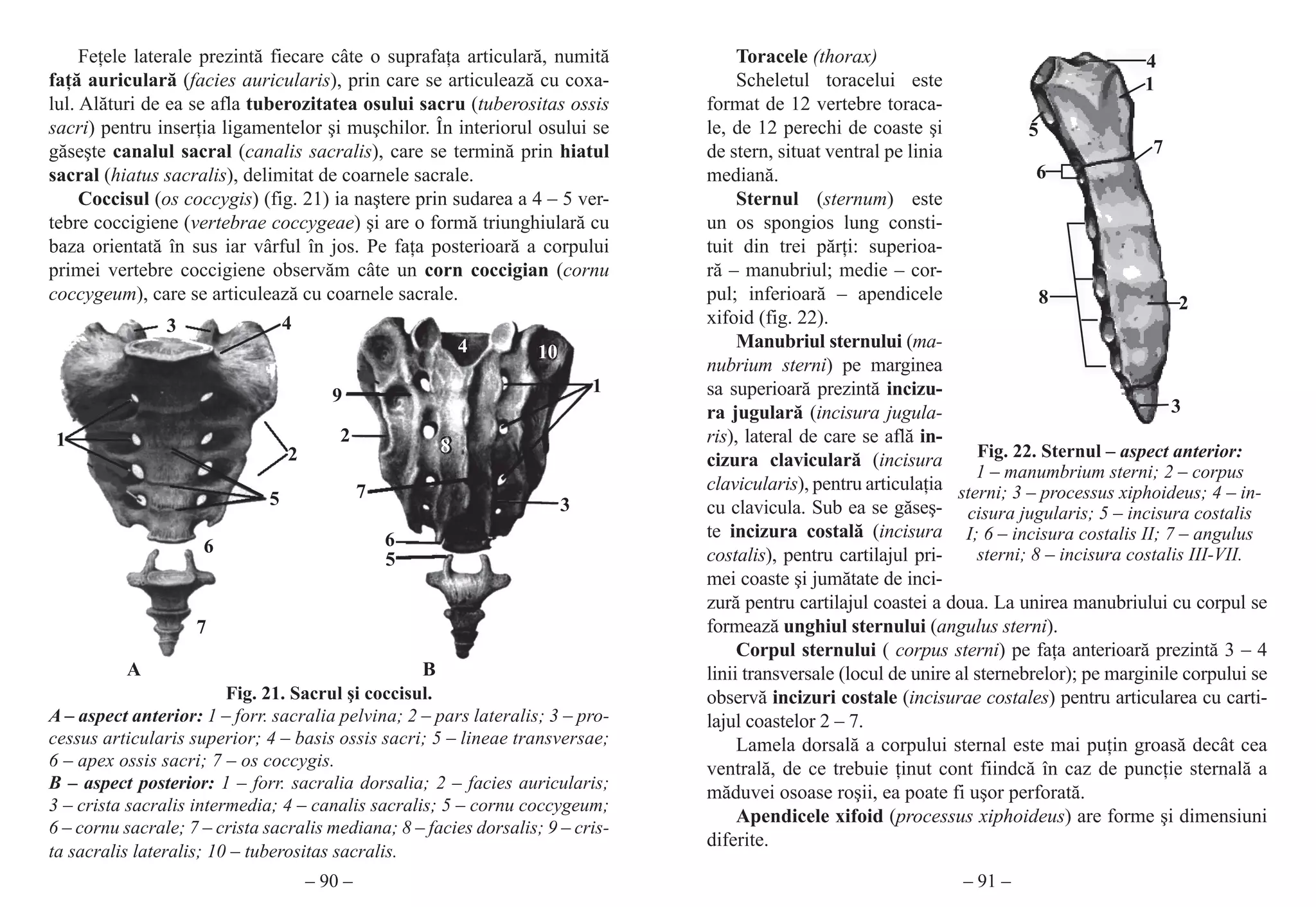 Anatomia.stefanet.vol 1 | PDF
