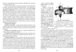 Anatomia.stefanet.vol 1 | PDF