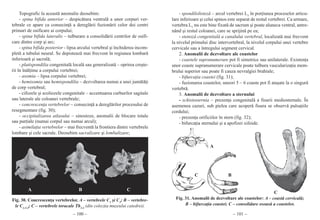 Anatomia.stefanet.vol 1 | PDF