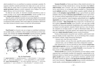 Anatomia.stefanet.vol 1 | PDF