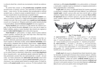 Anatomia.stefanet.vol 1 | PDF