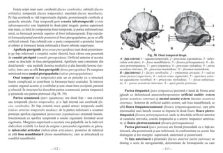 Anatomia.stefanet.vol 1 | PDF