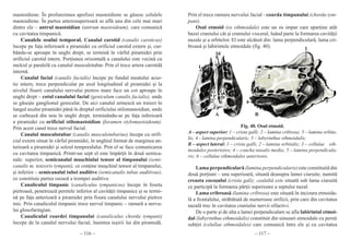 Anatomia.stefanet.vol 1 | PDF