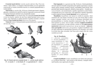 Anatomia.stefanet.vol 1 | PDF