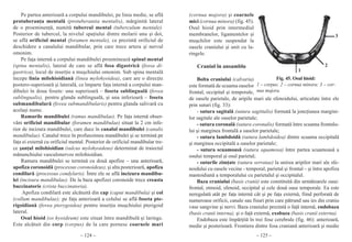 Anatomia.stefanet.vol 1 | PDF