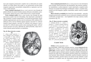 Anatomia.stefanet.vol 1 | PDF