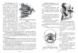 Anatomia.stefanet.vol 1 | PDF