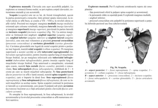 Anatomia.stefanet.vol 1 | PDF