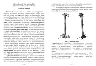 Anatomia.stefanet.vol 1 | PDF