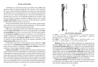 Anatomia.stefanet.vol 1 | PDF