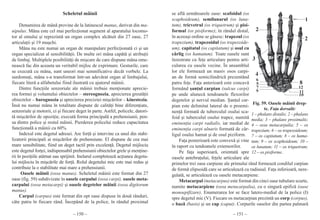 Anatomia.stefanet.vol 1 | PDF