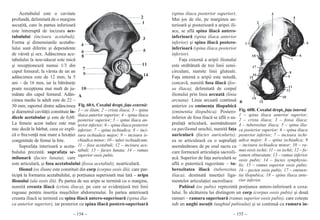 Anatomia.stefanet.vol 1 | PDF
