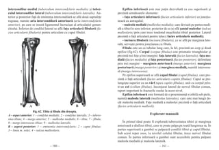 Anatomia.stefanet.vol 1 | PDF