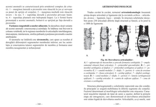 Anatomia.stefanet.vol 1 | PDF