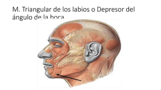 Músculos de la cara y cuello | PPTX