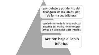 Músculos de la cara y cuello | PPTX