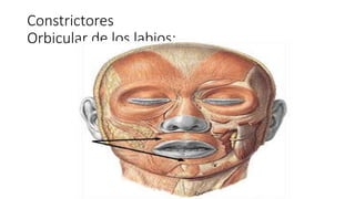 Músculos de la cara y cuello | PPTX