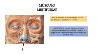 Músculos de la cara y cuello | PPTX