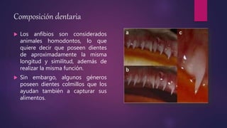 Sistema esqueletico de los anfibios por Ruth Torres | PPTX