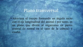 Anatomia | PPTX