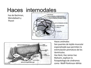 Anatomia clinica del corazon | PPTX