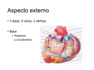 Anatomia clinica del corazon | PPTX