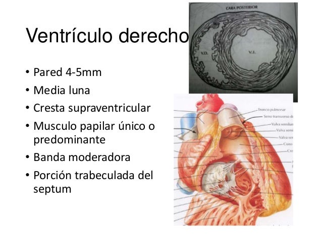Anatomia clinica del corazon