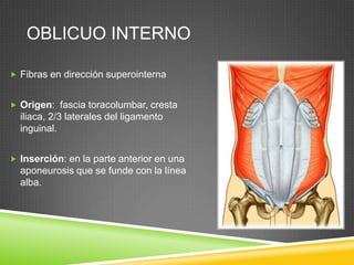 Anatomia de la pared abdominal | PPTX