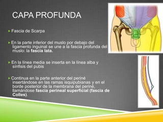 anatomia-20de-20la-20pared-20abdominal-130904165907-.pptx