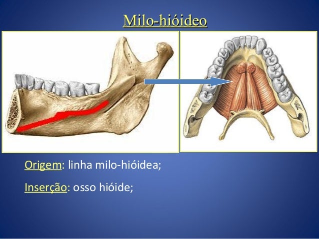 Anatomia do Pescoço