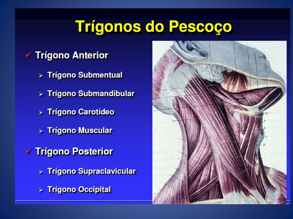Anatomia do Pescoço