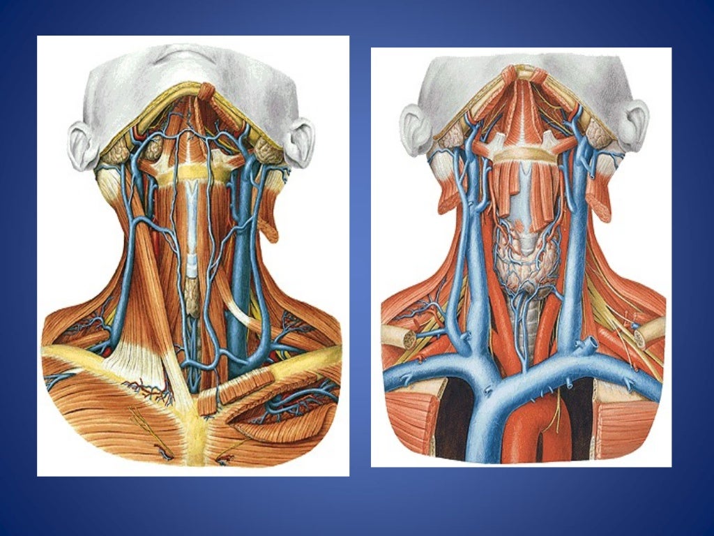 Anatomia Do Pescoco LANÇAMENTO: Anatomia E Fisiologia Da Cabeça E Do