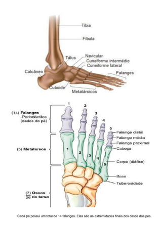 ANATOMIA.pdf